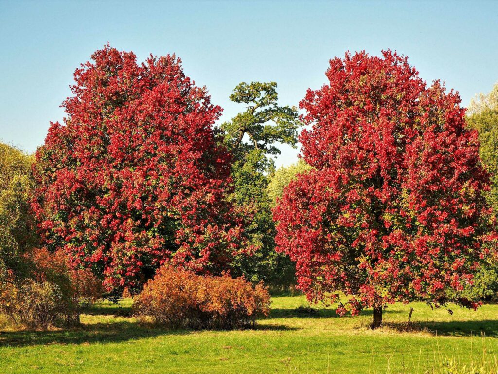 Tree Types in Central Iowa - Carstens Tree Moving