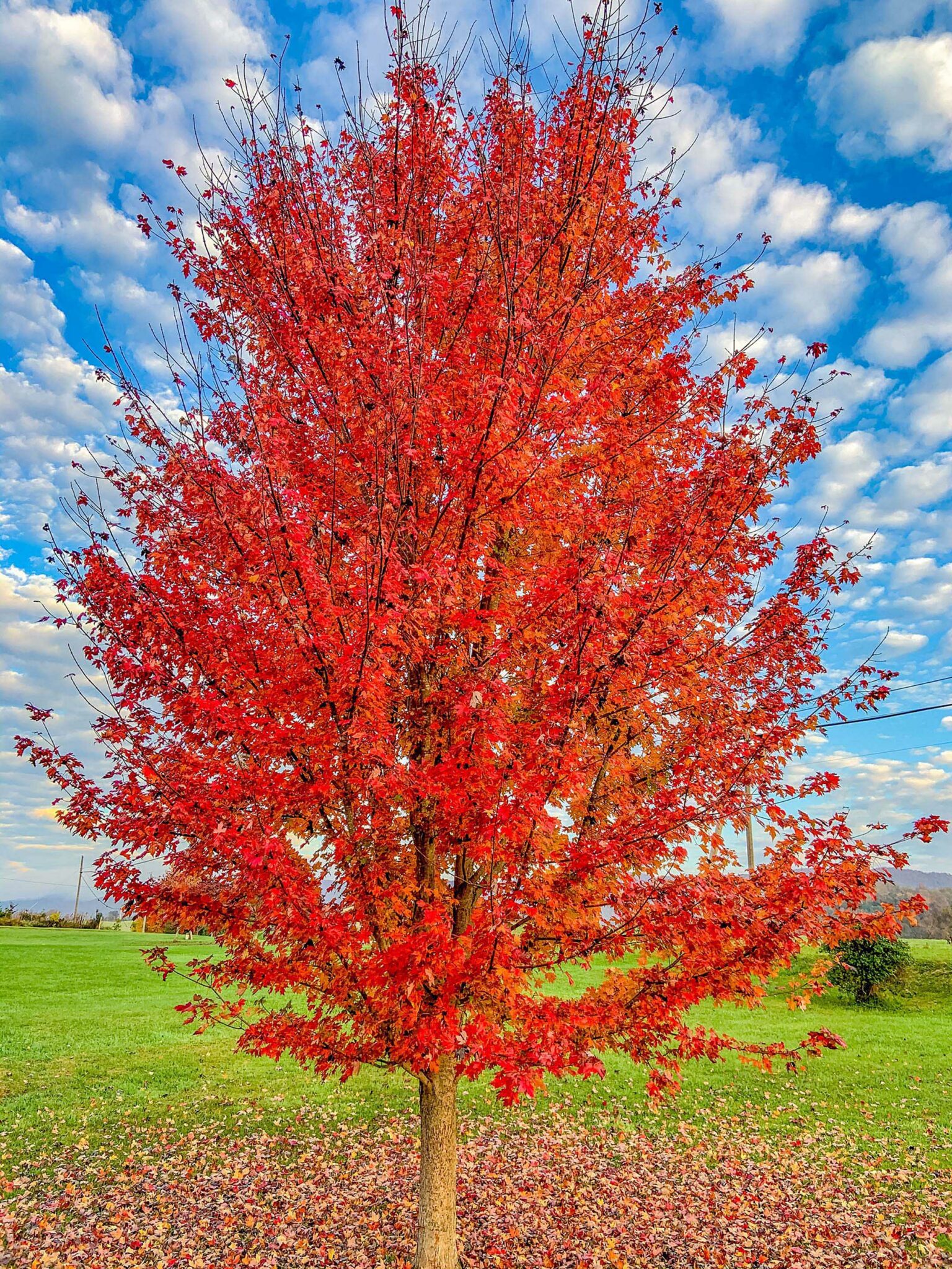 Tree Types in Central Iowa - Carstens Tree Moving